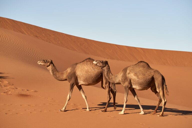 ¿Los camellos almacenan agua en la joroba? - Libretilla